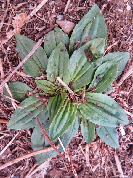 牛舌草长什么样_牛舌草和车前草区别-第3张图片-山城妙识