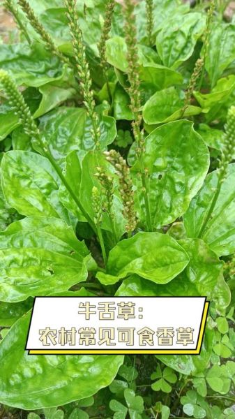 牛舌草长什么样_牛舌草和车前草区别-第1张图片-山城妙识