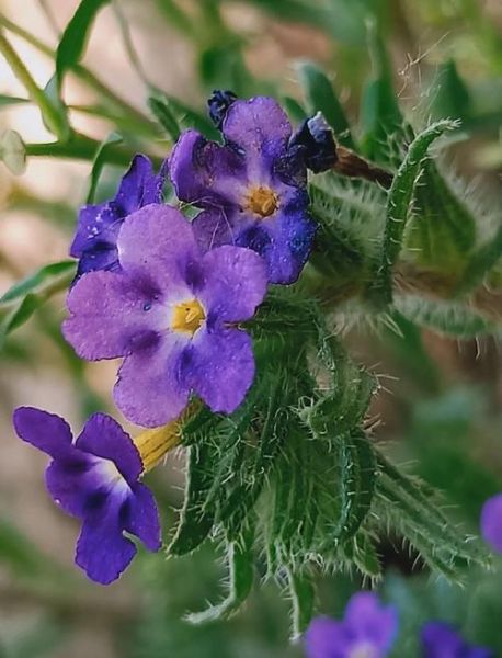 牛舌草长什么样_牛舌草和车前草区别-第2张图片-山城妙识