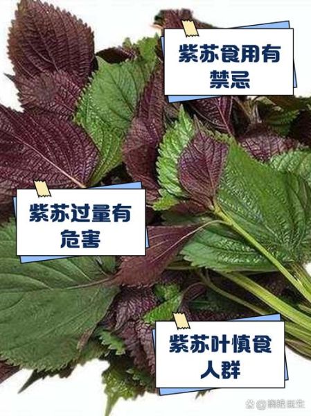 紫苏禁忌人群_哪些人不能吃紫苏-第1张图片-山城妙识