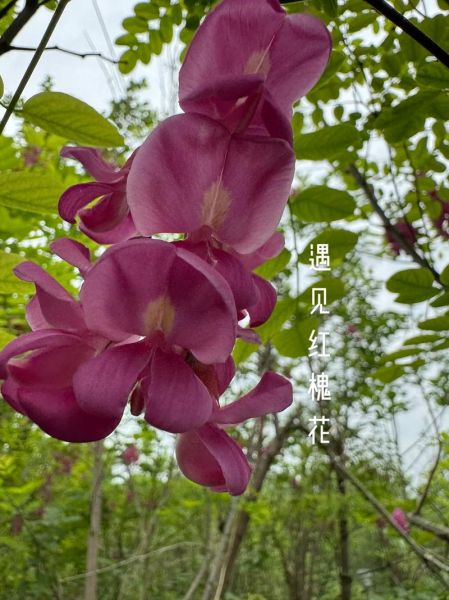 红槐花能吃么_红槐花怎么吃才安全-第1张图片-山城妙识
