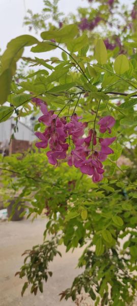 红槐花能吃么_红槐花怎么吃才安全-第2张图片-山城妙识