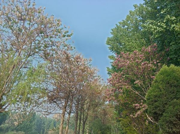 红槐花能吃么_红槐花怎么吃才安全-第3张图片-山城妙识