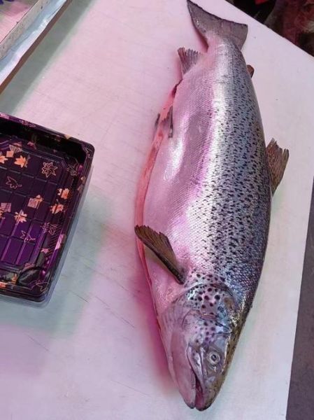 三文鱼市场价多少钱一斤_最新行情-第3张图片-山城妙识