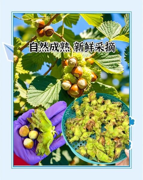 榛子怎么炒熟_榛子炒多久才香-第1张图片-山城妙识