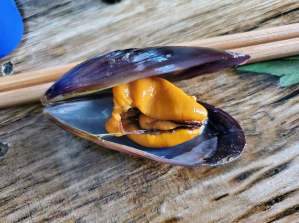 贻贝怎么清洗_贻贝的做法大全-第2张图片-山城妙识