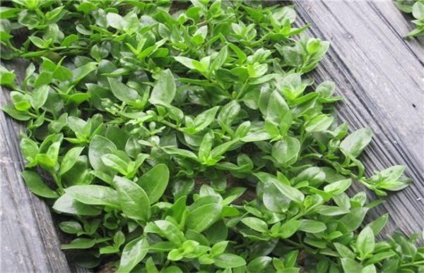 田七图片大全_田七长什么样-第3张图片-山城妙识 田七图片大全_田七长什么样-第3张图片-山城妙识