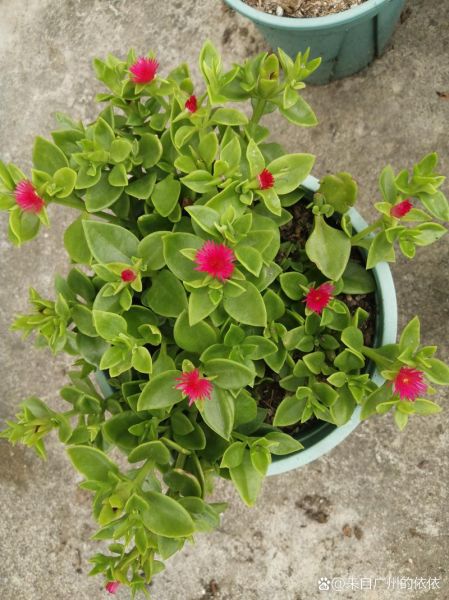 田七图片大全_田七长什么样-第1张图片-山城妙识 田七图片大全_田七长什么样-第1张图片-山城妙识