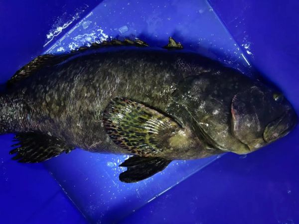 龙趸鱼图片_龙趸鱼多少钱一斤-第2张图片-山城妙识