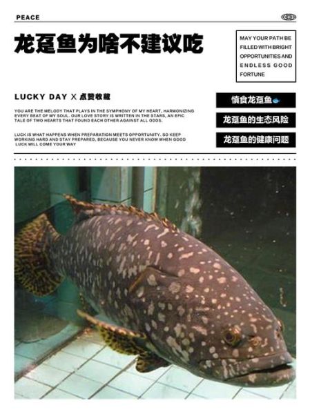 龙趸鱼图片_龙趸鱼多少钱一斤-第1张图片-山城妙识