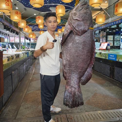 龙趸鱼图片_龙趸鱼多少钱一斤-第3张图片-山城妙识