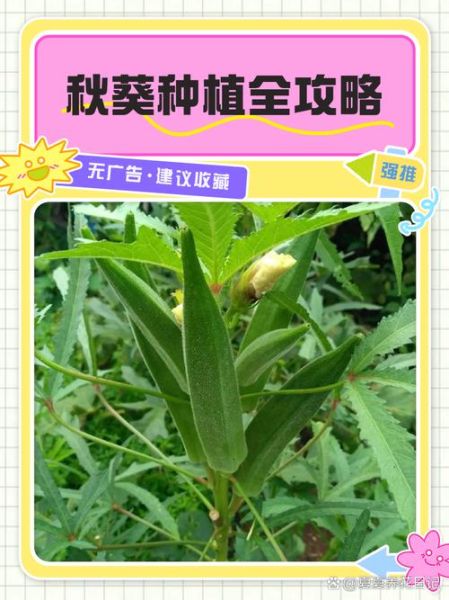秋葵种植技术_秋葵种植注意事项-第1张图片-山城妙识