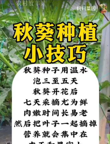 秋葵种植技术_秋葵种植注意事项-第3张图片-山城妙识