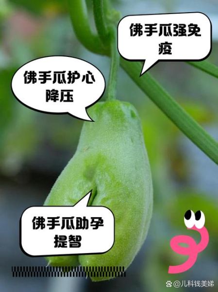 佛手瓜能生吃吗_佛手瓜皮能吃吗-第2张图片-山城妙识