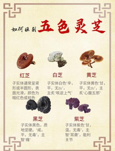 真假灵芝的区别图片_如何辨别野生灵芝-第1张图片-山城妙识