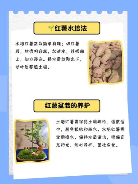 番薯发芽还能吃吗_番薯怎么保存不发芽-第1张图片-山城妙识 番薯发芽还能吃吗_番薯怎么保存不发芽-第1张图片-山城妙识