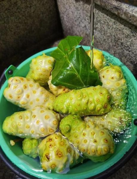 长寿果是什么_长寿果的营养价值高吗-第2张图片-山城妙识