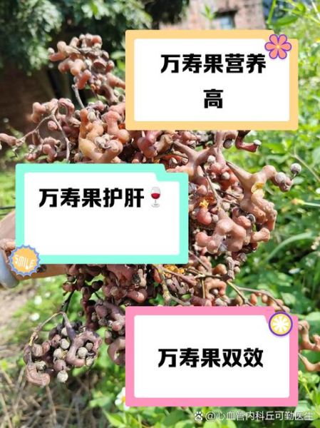 长寿果是什么_长寿果的营养价值高吗-第3张图片-山城妙识