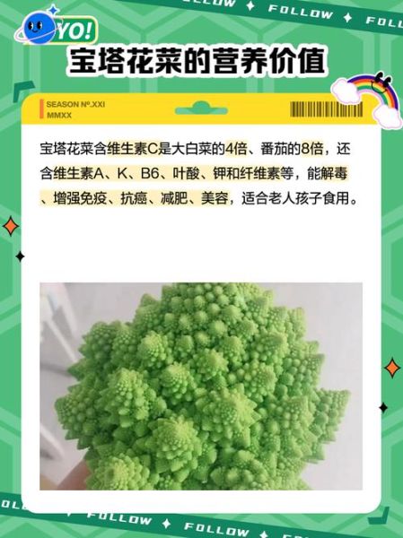 宝塔菜怎么种_宝塔菜和宝塔花菜区别-第1张图片-山城妙识