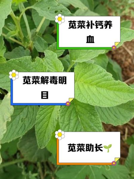 苋菜不焯水吃了有害吗_苋菜焯水好处-第1张图片-山城妙识 苋菜不焯水吃了有害吗_苋菜焯水好处-第1张图片-山城妙识