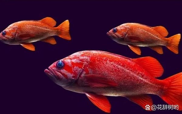 美国红鱼怎么做好吃_美国红鱼做法大全-第3张图片-山城妙识