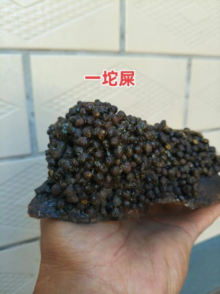 五灵脂是什么动物的粪便_五灵脂功效与作用-第2张图片-山城妙识