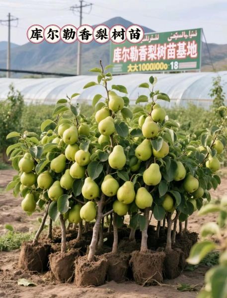 梨树苗批发价格_梨树苗批发基地在哪里-第3张图片-山城妙识