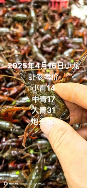 小龙虾多少钱一斤_今日小龙虾价格行情-第2张图片-山城妙识 小龙虾多少钱一斤_今日小龙虾价格行情-第2张图片-山城妙识