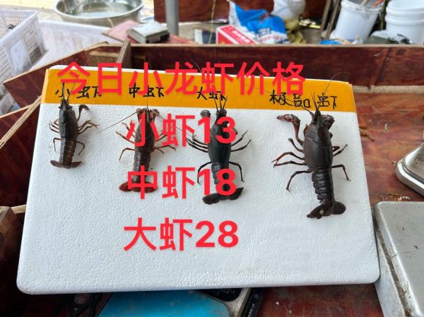 小龙虾多少钱一斤_今日小龙虾价格行情-第3张图片-山城妙识 小龙虾多少钱一斤_今日小龙虾价格行情-第3张图片-山城妙识