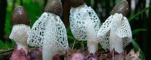 竹荪一斤多少钱_竹荪价格受哪些因素影响-第1张图片-山城妙识 竹荪一斤多少钱_竹荪价格受哪些因素影响-第1张图片-山城妙识