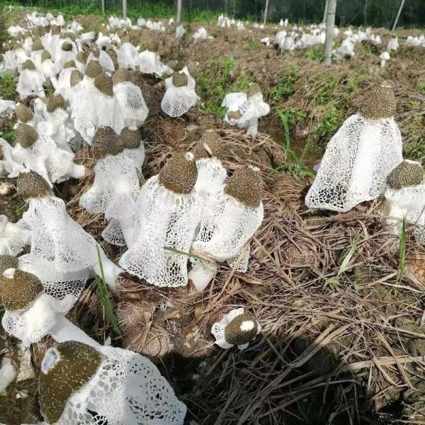 竹荪一斤多少钱_竹荪价格受哪些因素影响-第2张图片-山城妙识 竹荪一斤多少钱_竹荪价格受哪些因素影响-第2张图片-山城妙识