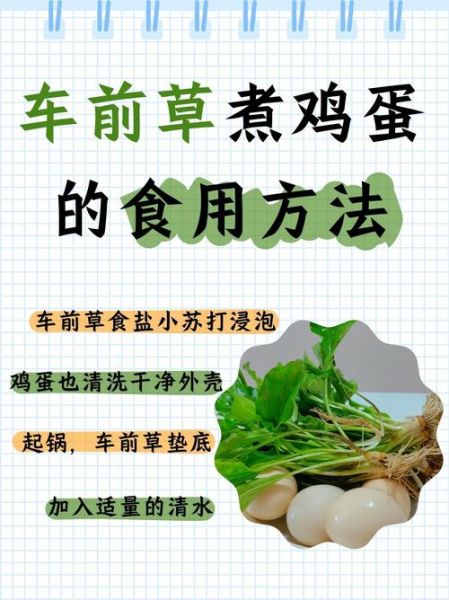 车前草怎么做好吃_车前草的家常做法-第1张图片-山城妙识 车前草怎么做好吃_车前草的家常做法-第1张图片-山城妙识