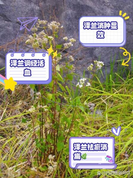 泽兰的功效与作用_泽兰图片长什么样-第1张图片-山城妙识