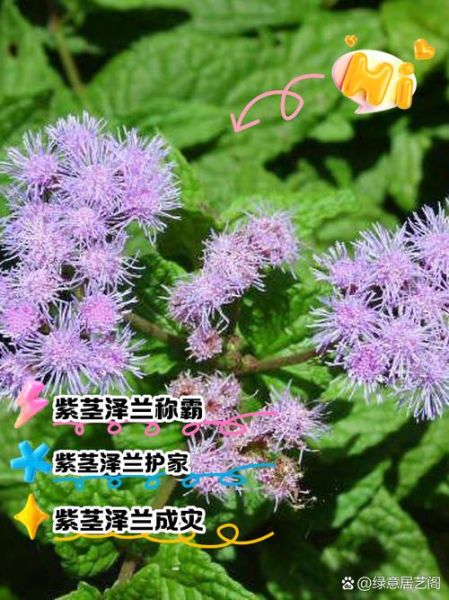 泽兰的功效与作用_泽兰图片长什么样-第2张图片-山城妙识