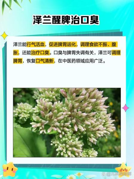 泽兰的功效与作用_泽兰图片长什么样-第3张图片-山城妙识