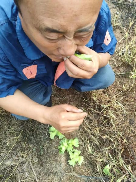大榛子怎么剥壳_大榛子营养价值高吗-第3张图片-山城妙识