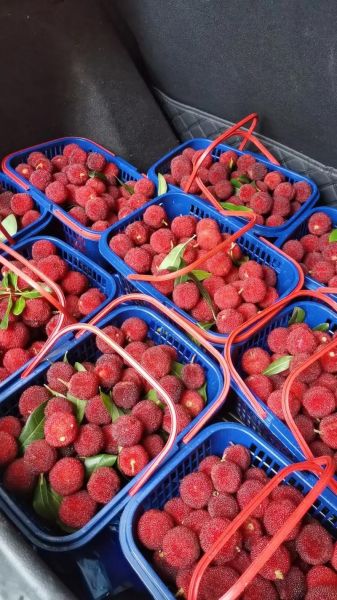 东魁杨梅什么时候成熟_东魁杨梅采摘时间-第2张图片-山城妙识