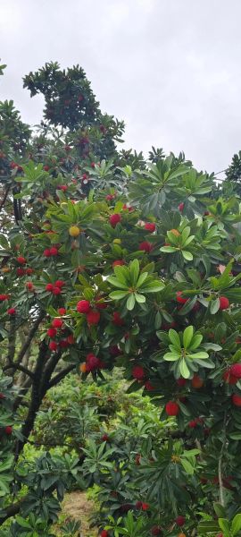 东魁杨梅什么时候成熟_东魁杨梅采摘时间-第3张图片-山城妙识