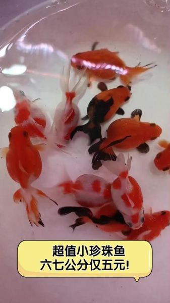 珍珠鱼图片_珍珠鱼长什么样-第1张图片-山城妙识