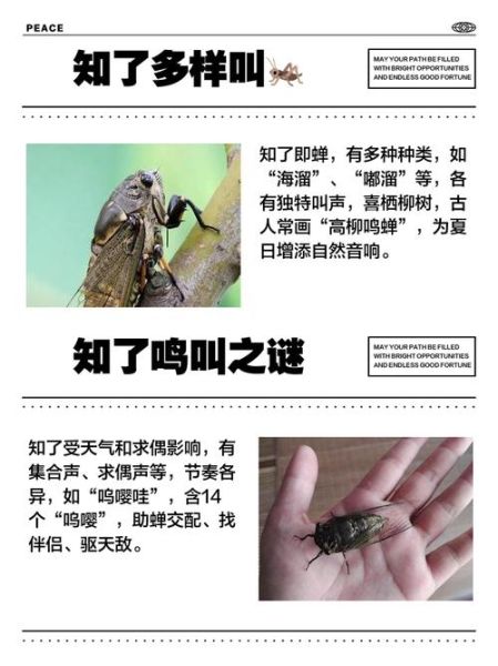知了什么时候叫_知了为什么晚上不叫-第2张图片-山城妙识 知了什么时候叫_知了为什么晚上不叫-第2张图片-山城妙识