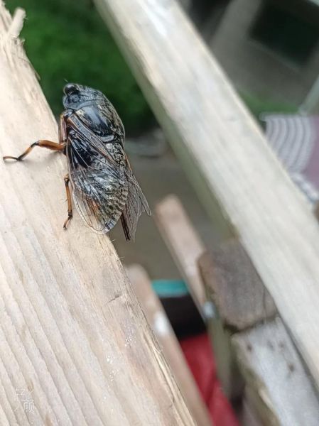 知了什么时候叫_知了为什么晚上不叫-第3张图片-山城妙识 知了什么时候叫_知了为什么晚上不叫-第3张图片-山城妙识