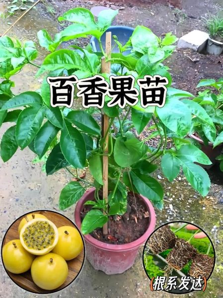百香果苗多少钱一株_百香果苗价格影响因素-第1张图片-山城妙识