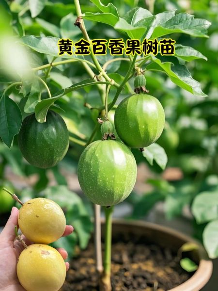 百香果苗多少钱一株_百香果苗价格影响因素-第2张图片-山城妙识