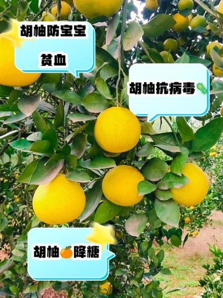 胡柚的功效与作用_胡柚的禁忌有哪些-第2张图片-山城妙识