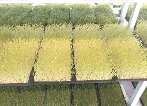 芽苗菜种植基地怎么选_芽苗菜种植技术要点-第3张图片-山城妙识