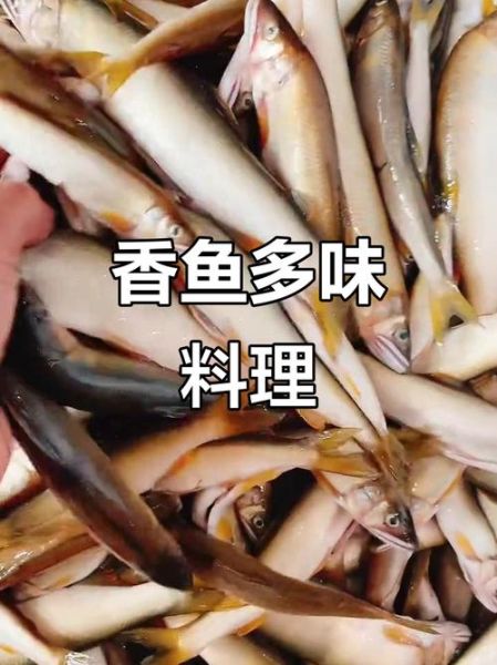 香鱼的故乡在哪里_香鱼为什么叫清流女王-第2张图片-山城妙识