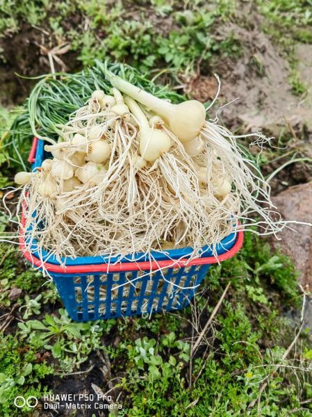 野葱的功效与作用_野葱怎么吃最健康-第3张图片-山城妙识