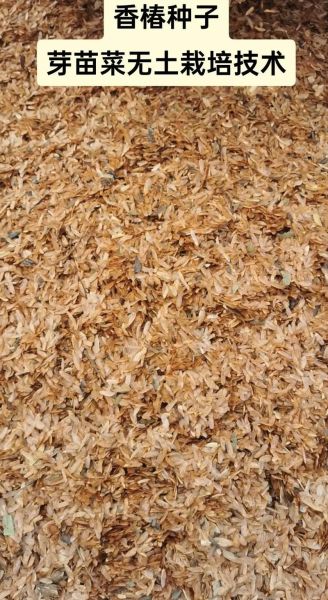 无土栽培香椿苗怎么种_家庭水培香椿芽技巧-第1张图片-山城妙识