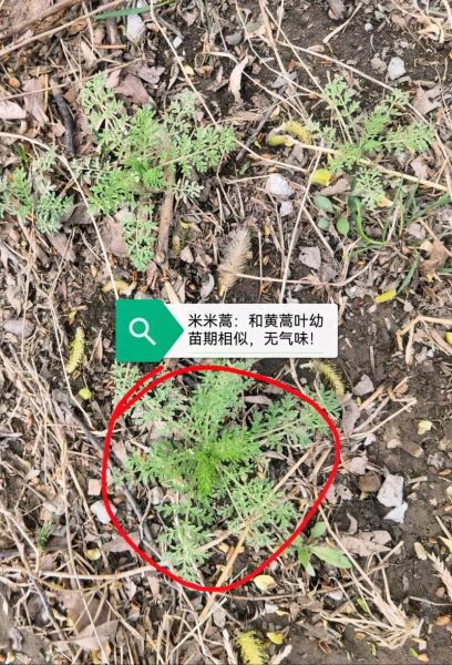 白蒿长什么样_白蒿图片如何辨别真假-第2张图片-山城妙识