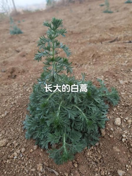 白蒿长什么样_白蒿图片如何辨别真假-第3张图片-山城妙识